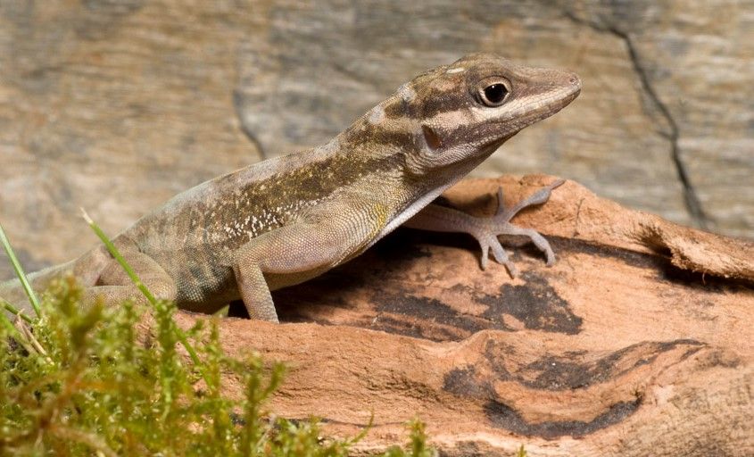 ANOLIS (Anolis lucius) (zoonahradecku.cz)