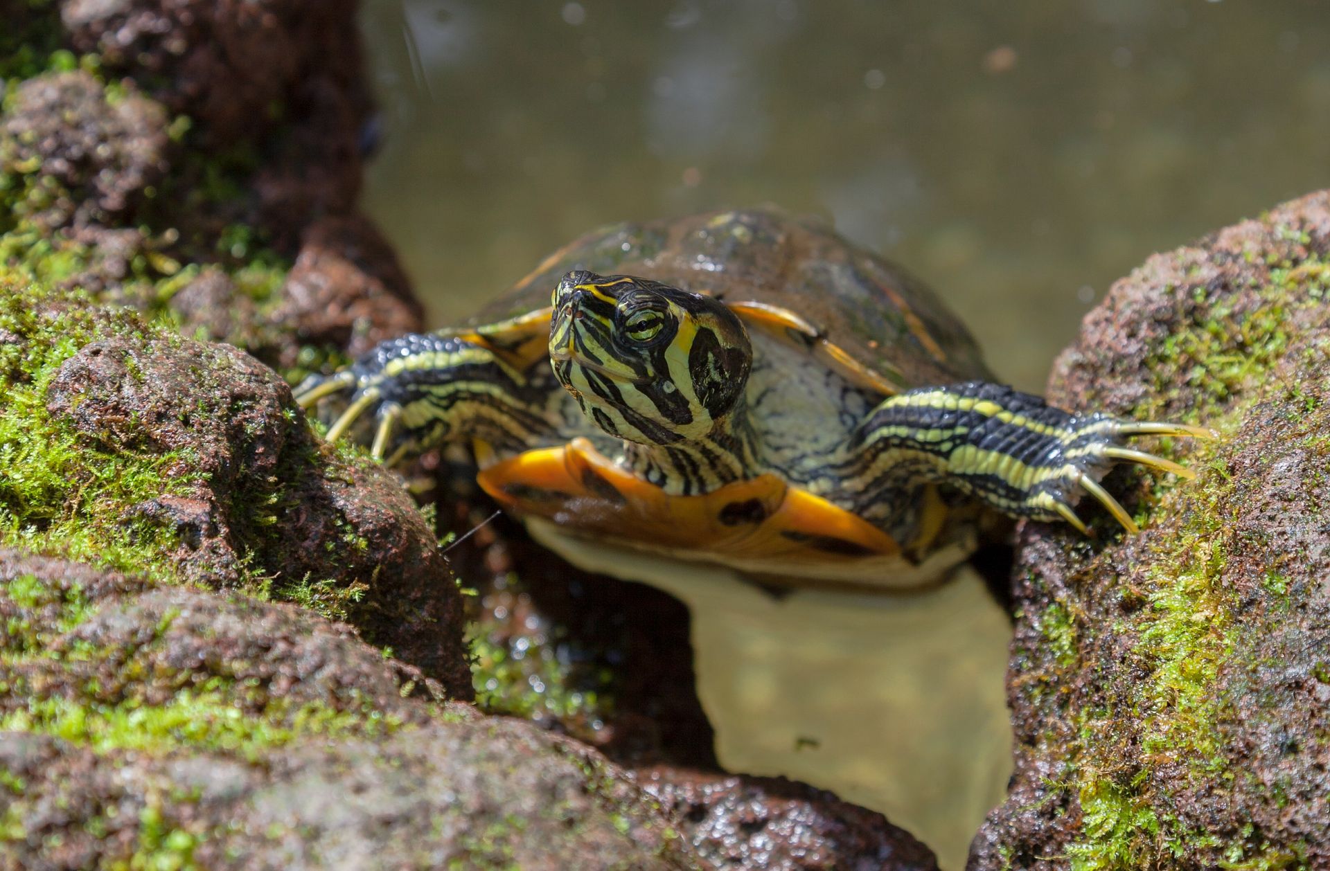 ŽELVA ŽLUTOLÍCÍ (Trachemys scripta scripta) (zoonahradecku.cz)