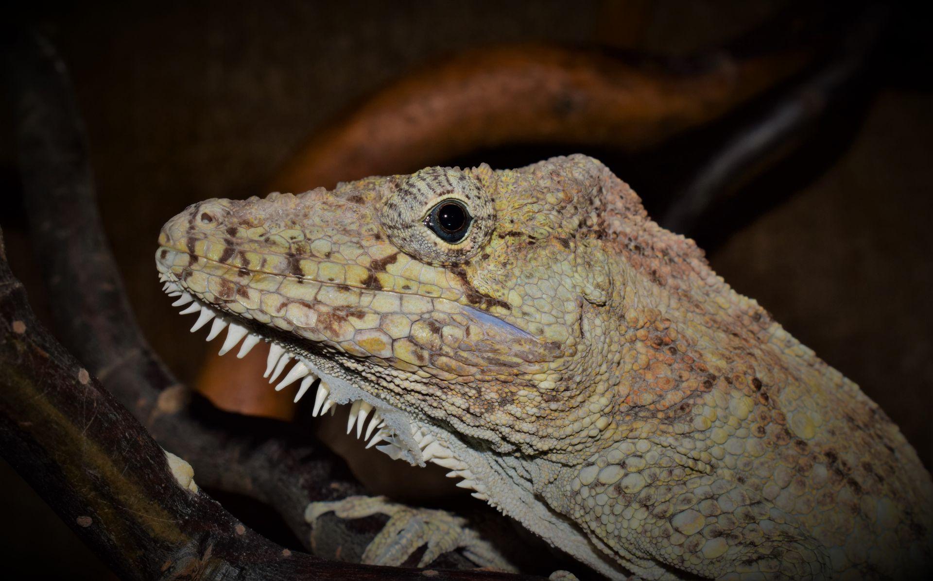 CHAMELEOLIS VOUSATÝ (Anolis barbatus) (zoonahradecku.cz)